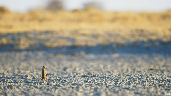 BBC 王朝-狐獴特辑 纪录片原声 2021 - Benji Merrison,BBC 王朝-狐獴特辑 纪录片原声 2021 在线试听,纯音乐 ...